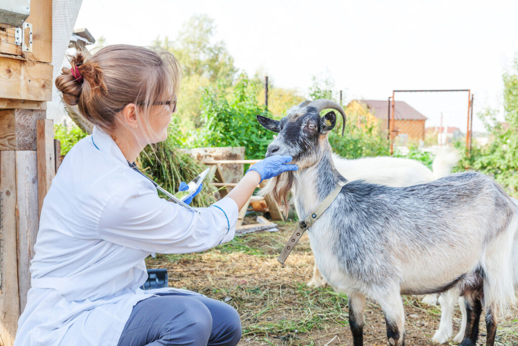Sick Goat: Trouble Shooting for Treatment - Goat Journal